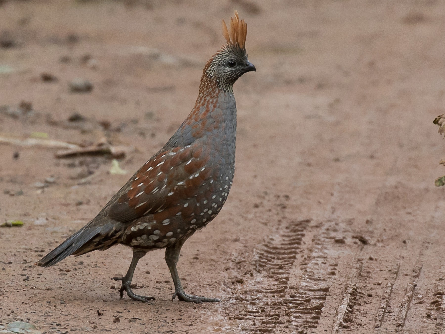 Elegant Quail - eBird
