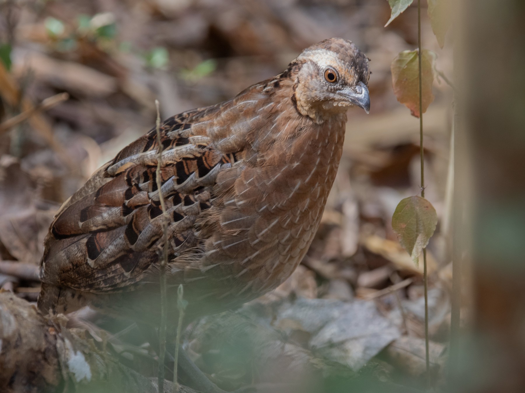 Singing Quail - eBird