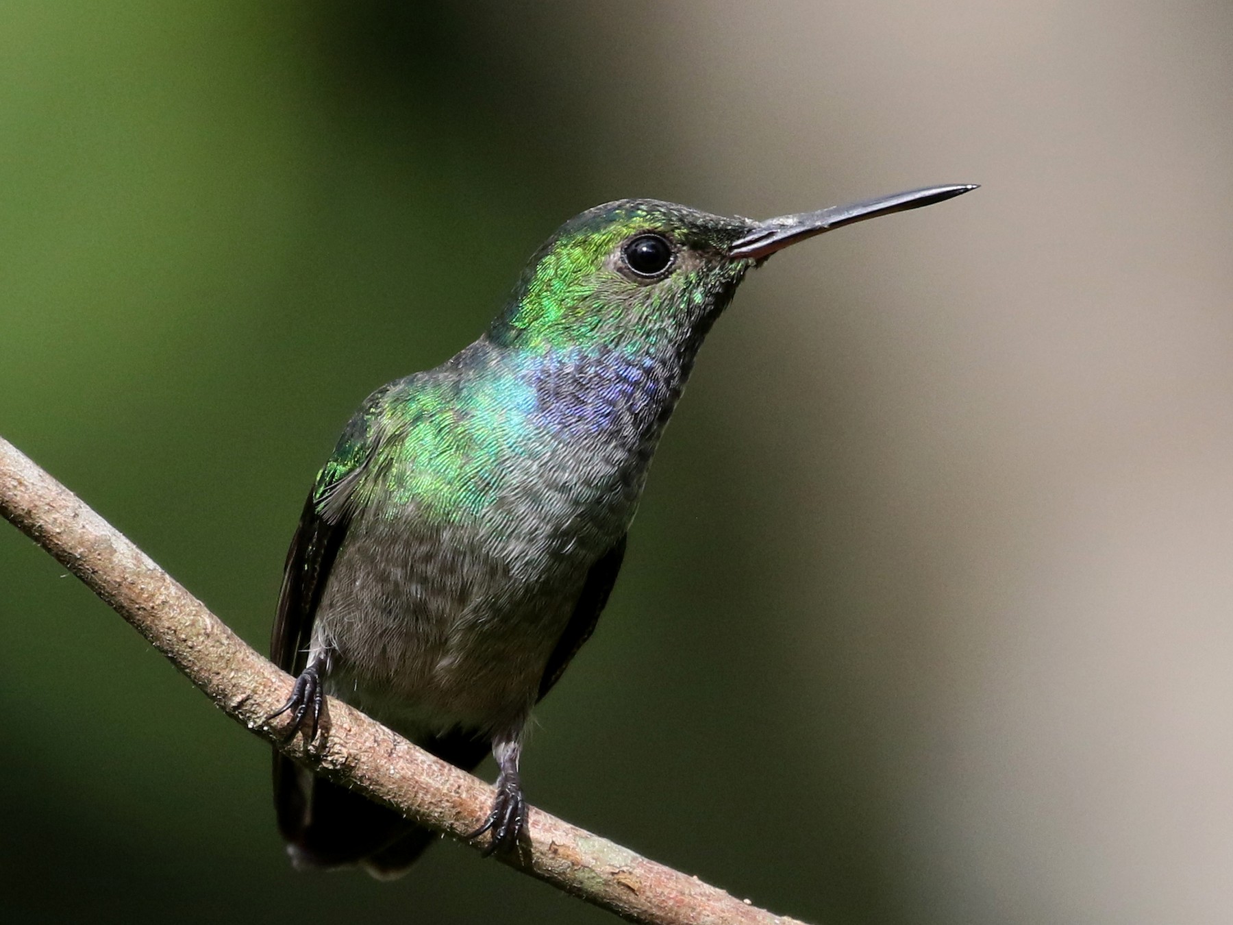 Blue-chested Hummingbird - eBird