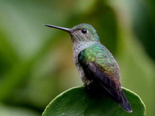 Blue-chested Hummingbird - eBird