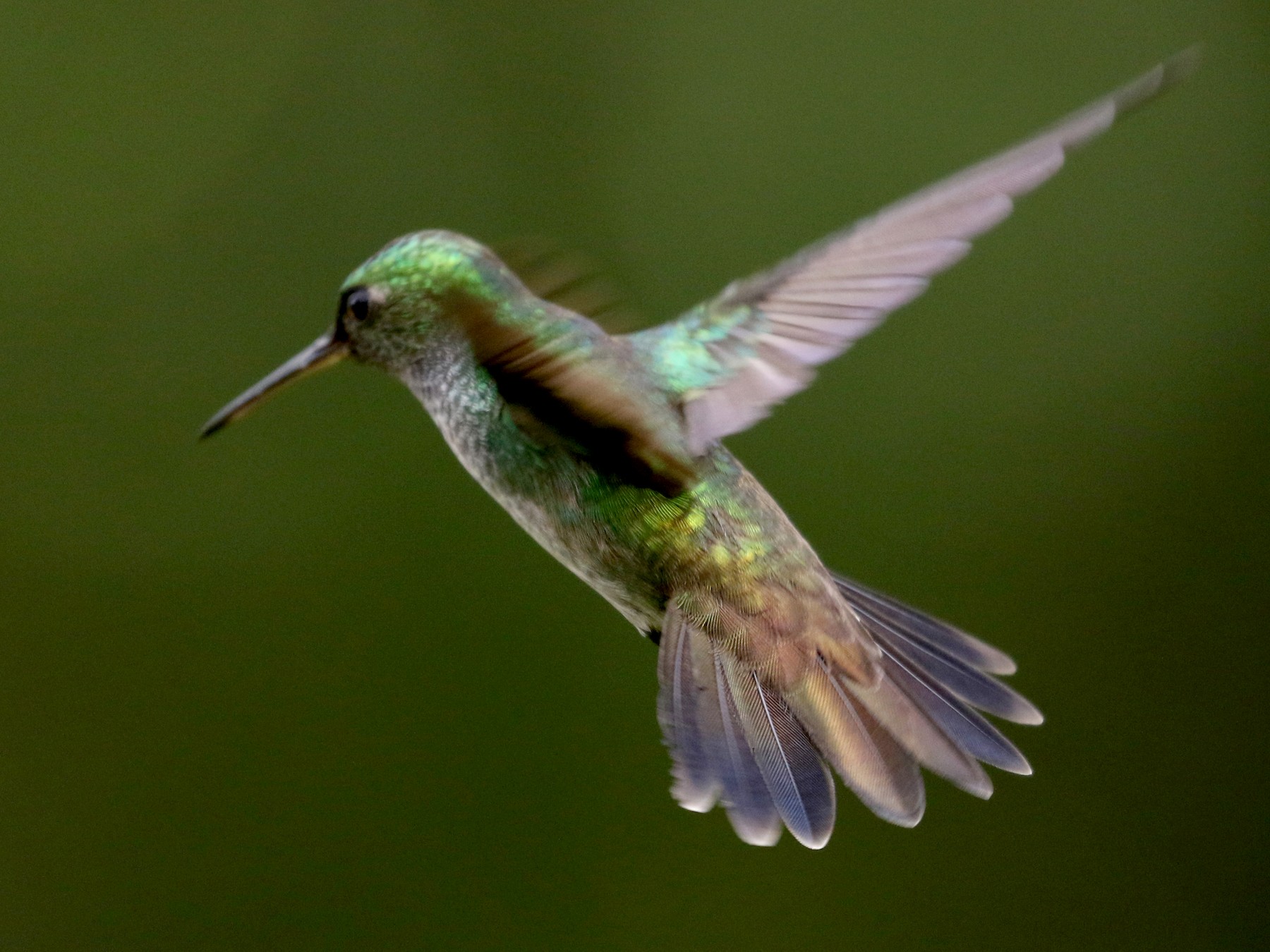 Blue-chested Hummingbird - eBird