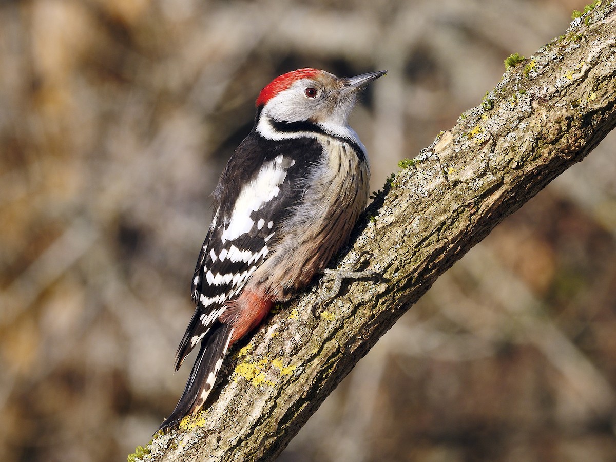 Middle Spotted Woodpecker - Dendrocoptes medius - Birds of the World