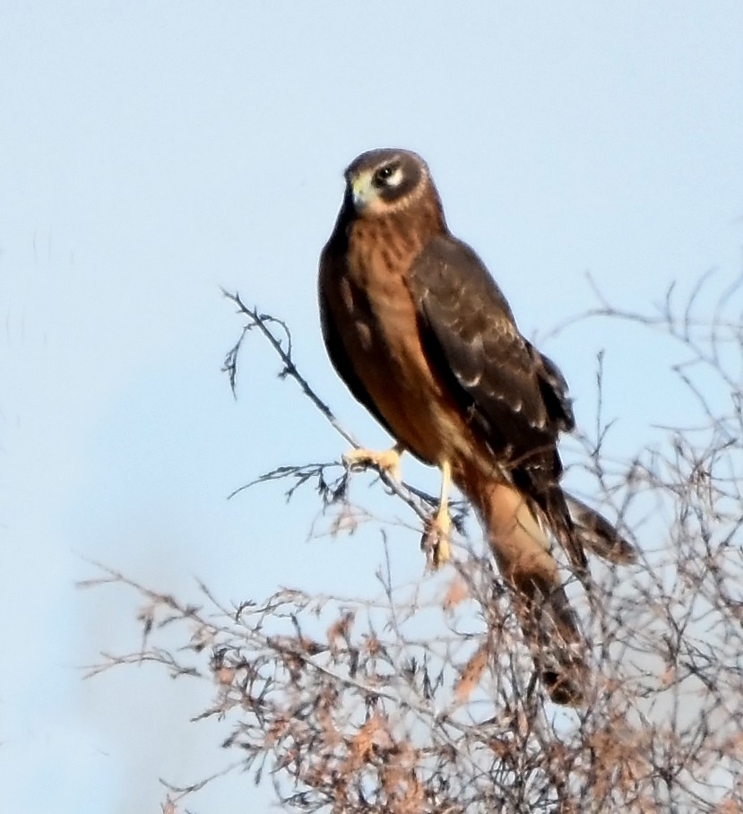 eBird Checklist - 23 Nov 2015 - Tamarack Ranch State Wildlife Area - 43 ...