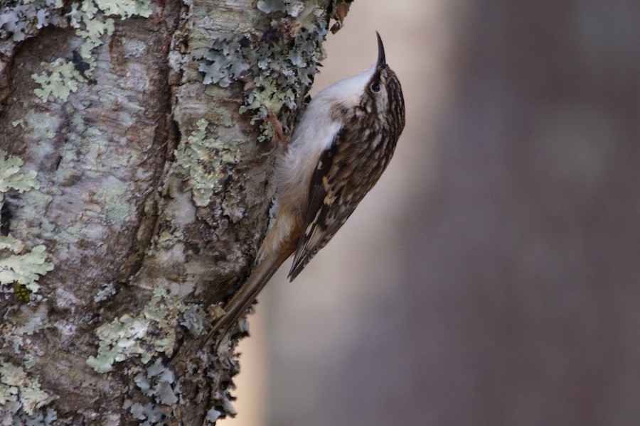 American Treecreeper (americana/nigrescens) - eBird
