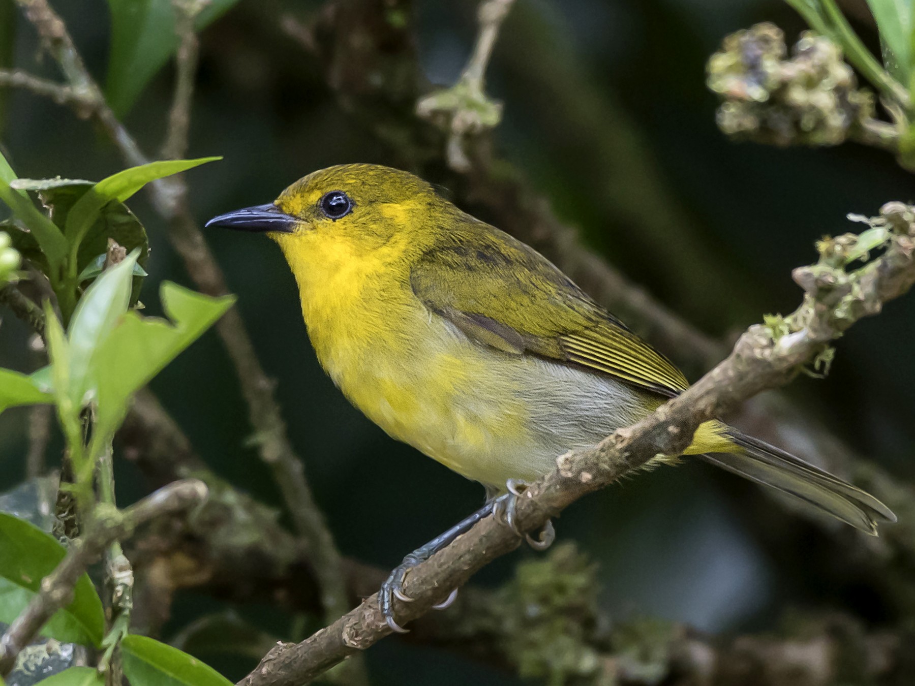Black-and-yellow Tanager - eBird