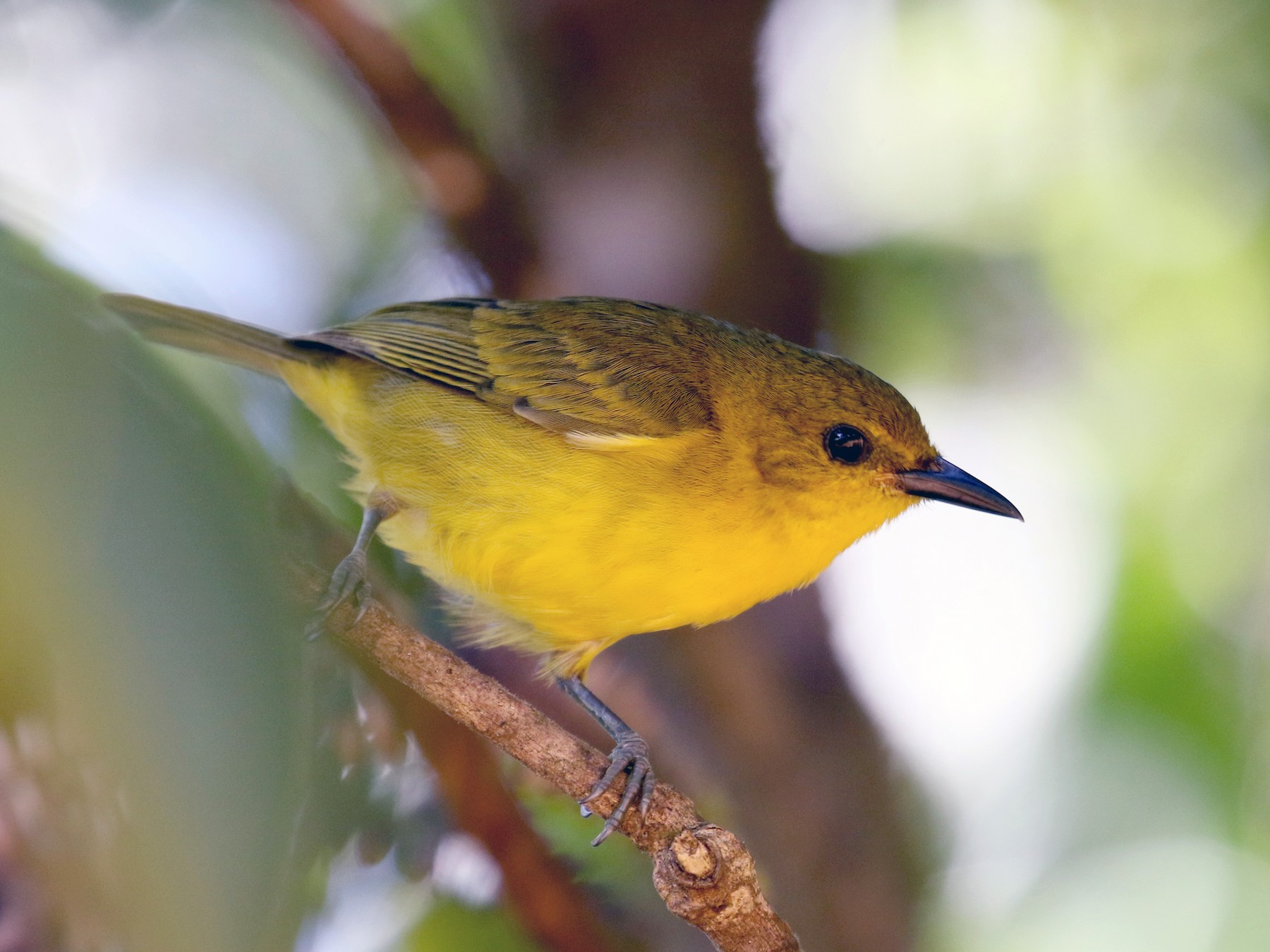 Black-and-yellow Tanager - eBird
