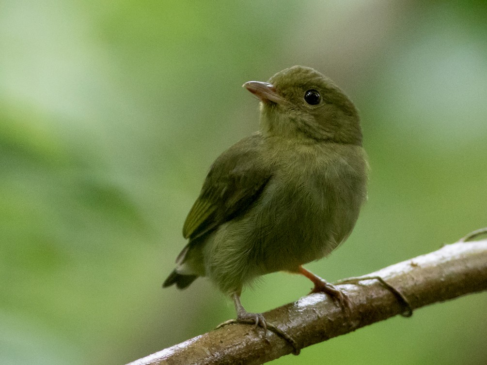 Red-capped Manakin - eBird