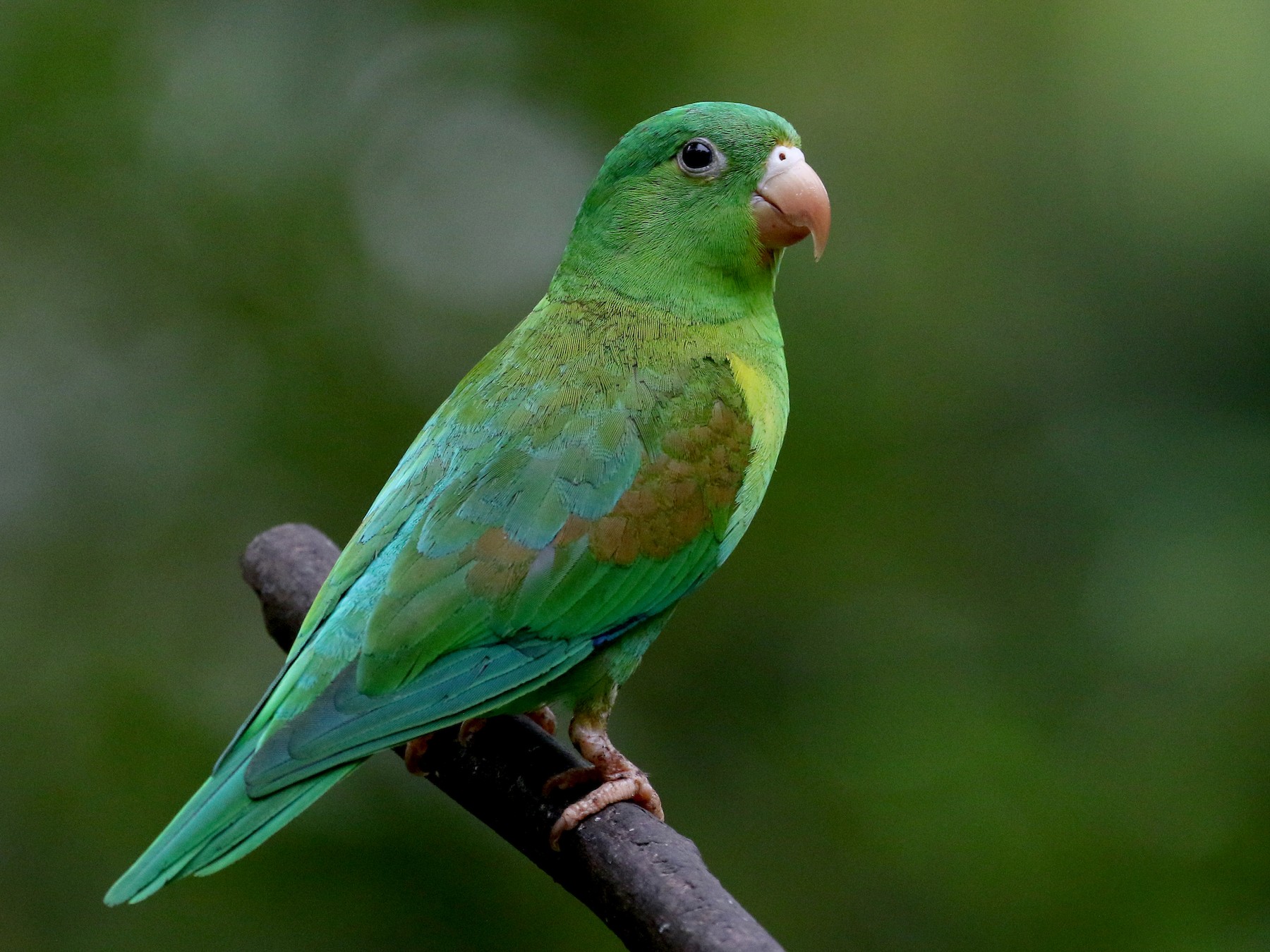 Orange-chinned Parakeet - eBird