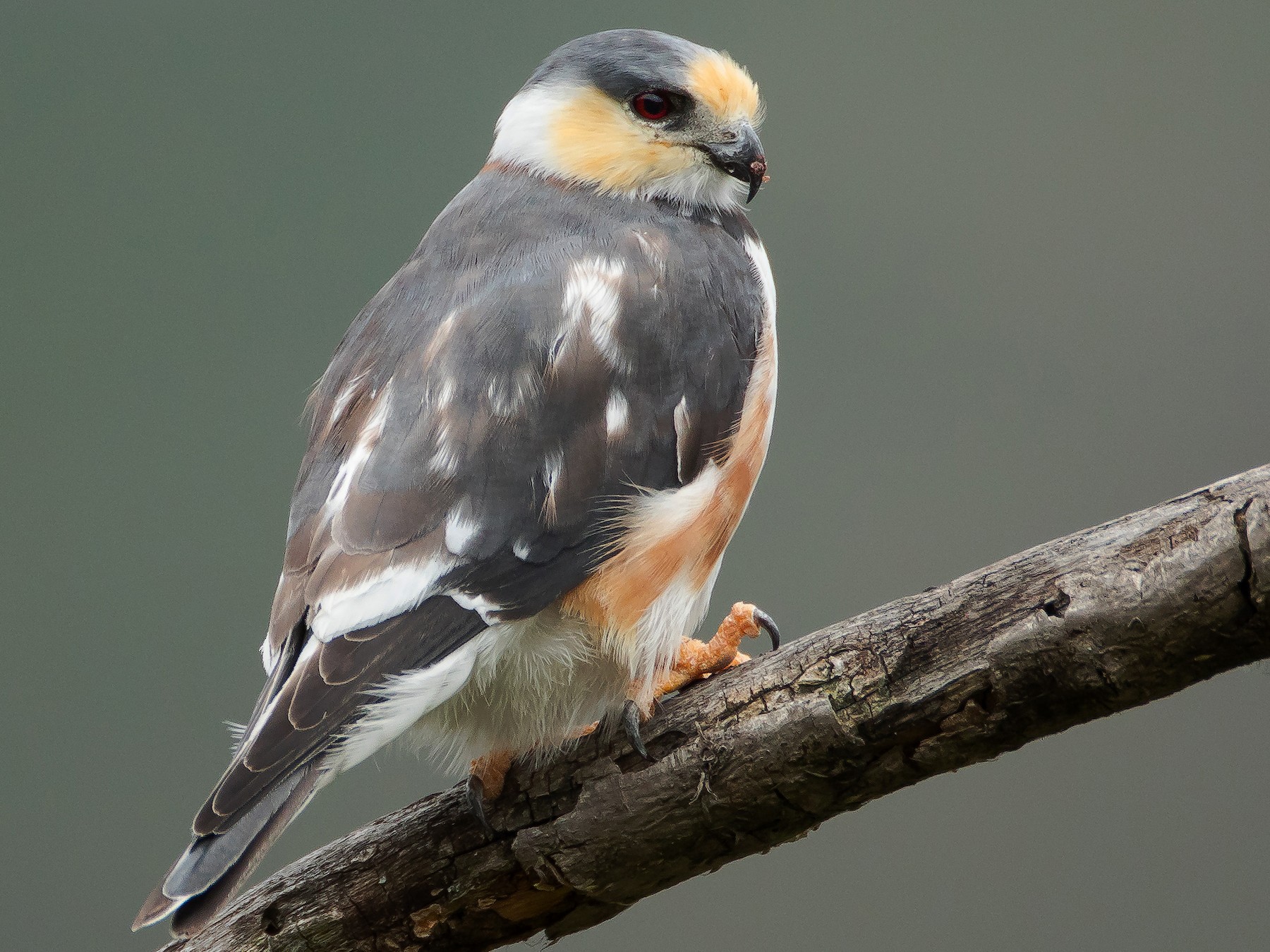 Pearl Kite - eBird