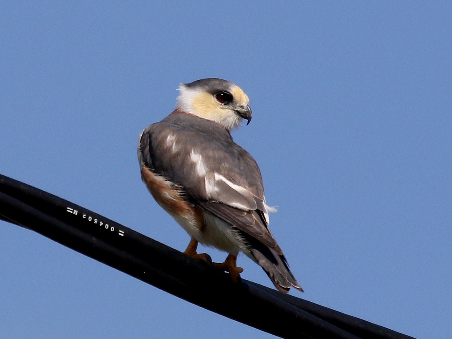 Pearl Kite - eBird