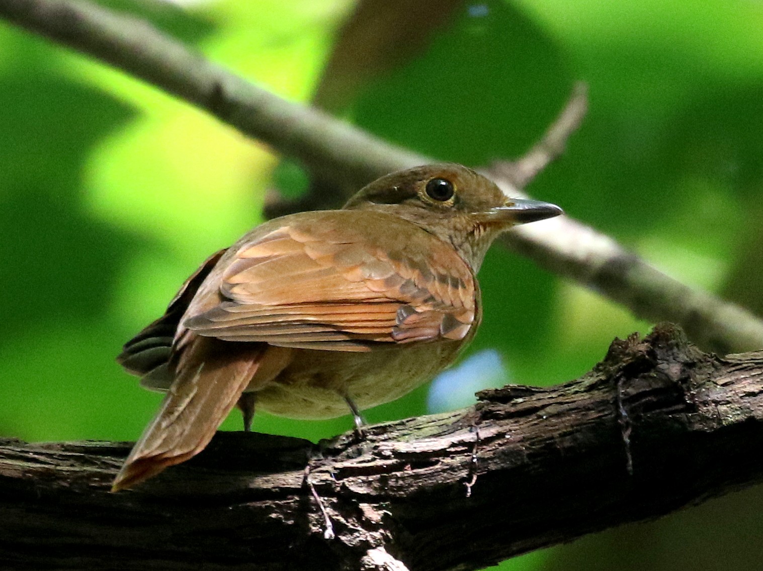 Speckled Mourner - eBird
