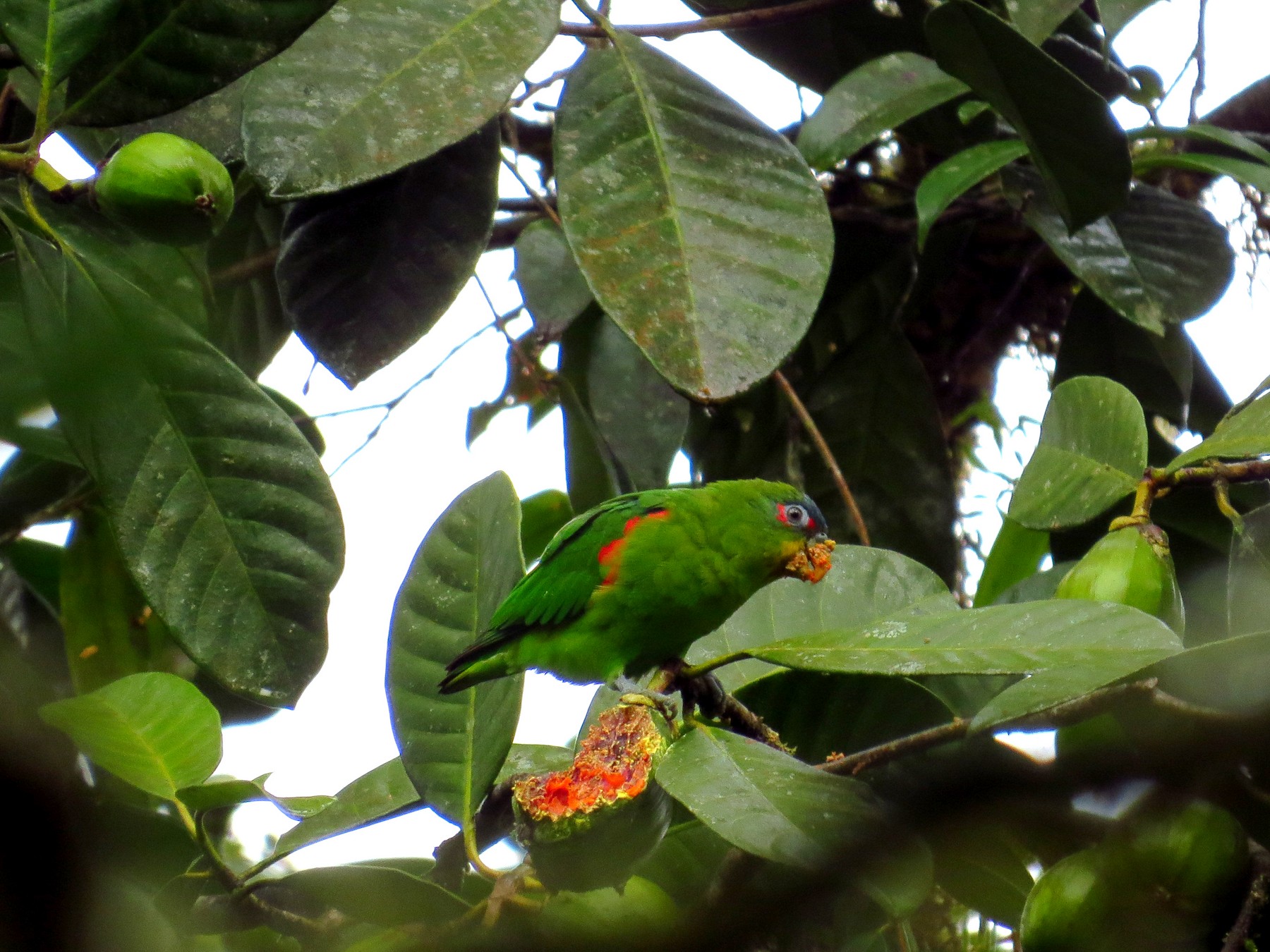 Blue-fronted Parrotlet - eBird