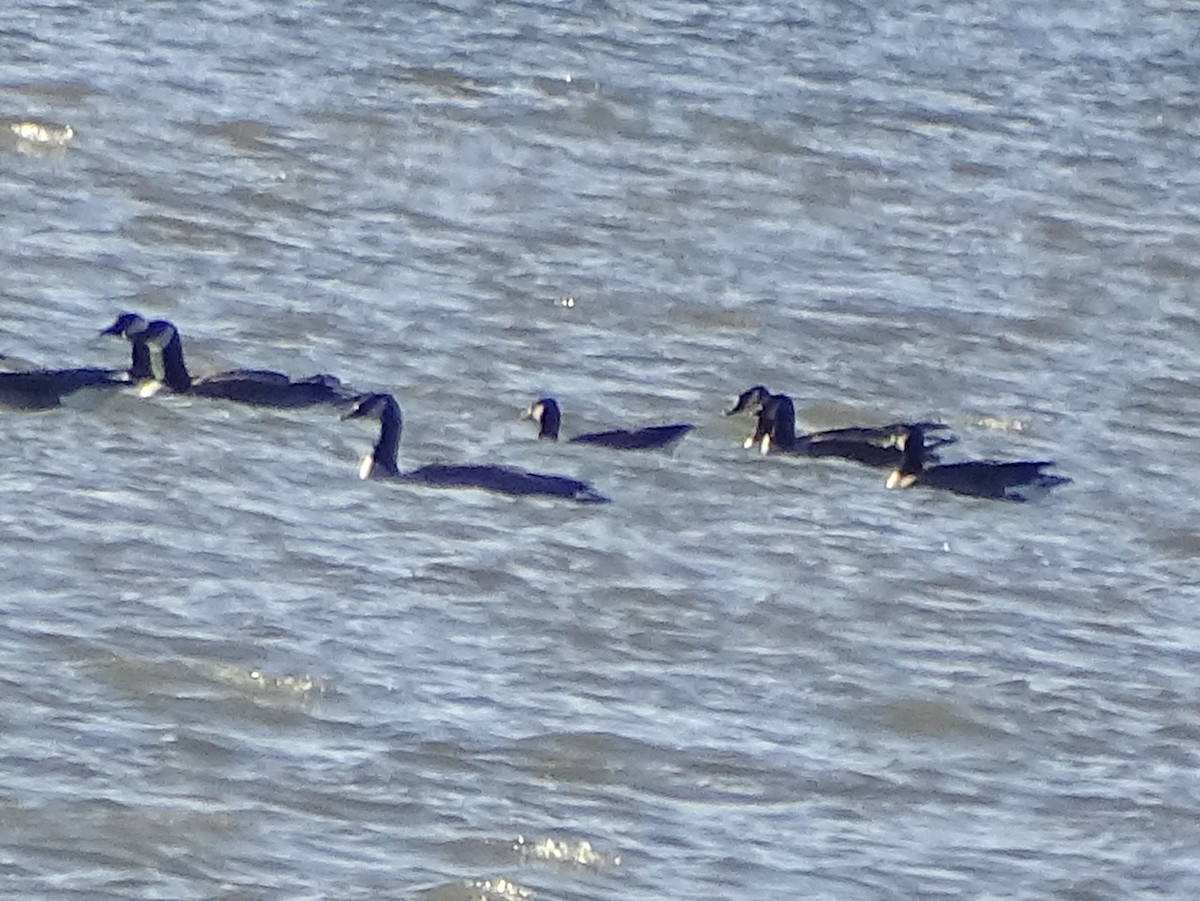 eBird Checklist - 1 Mar 2020 - Waterville Plateau -- Atkins Lake - 15 ...