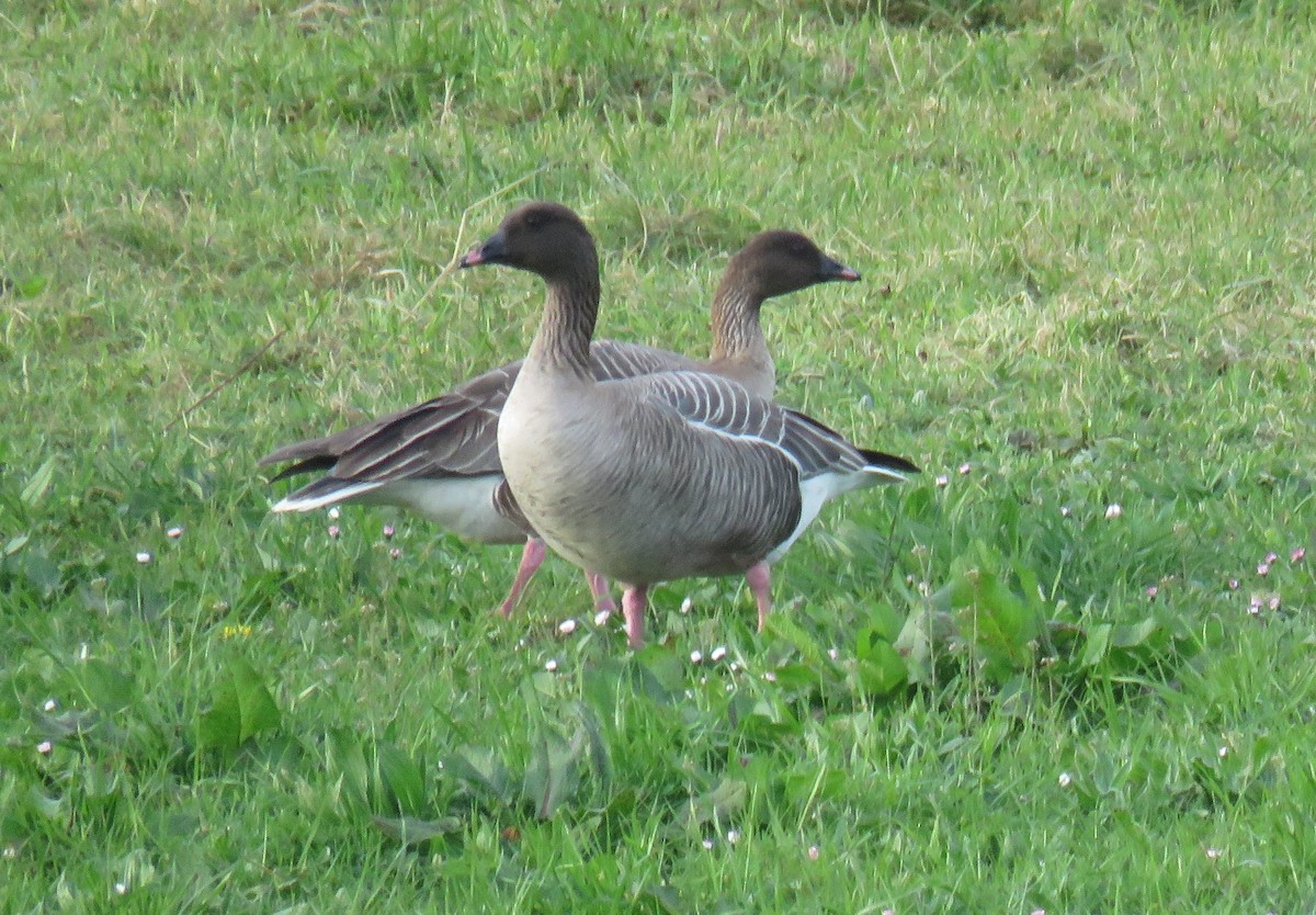 eBird Checklist - 15 Feb 2020 - Llanes--La Talá, Póo - 20 species