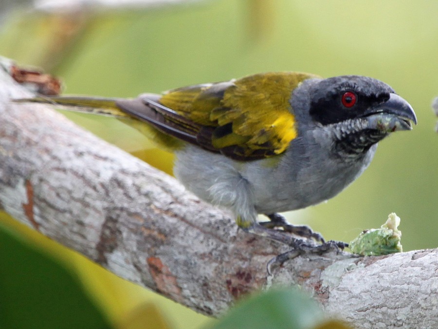 Batokljun žutih ramena - eBird