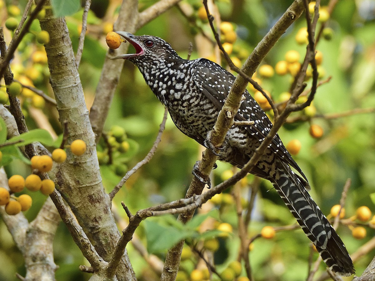 Asian Koel - Eudynamys scolopaceus - Birds of the World
