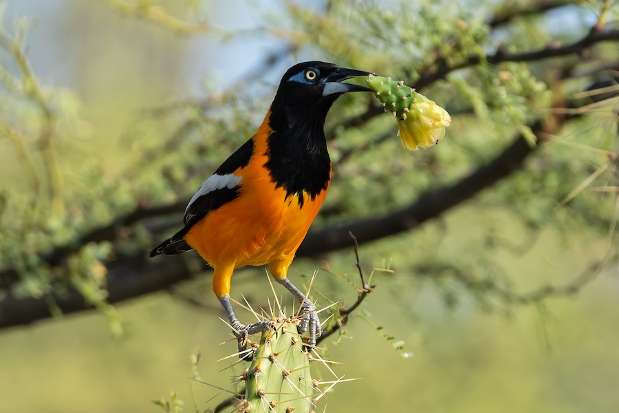 Venezuelan Troupial - eBird