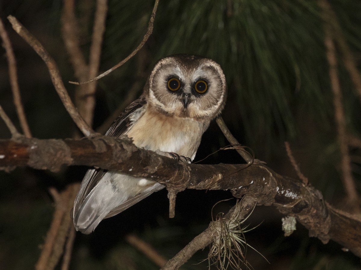 Unspotted Saw-whet Owl - Aegolius ridgwayi - Birds of the World