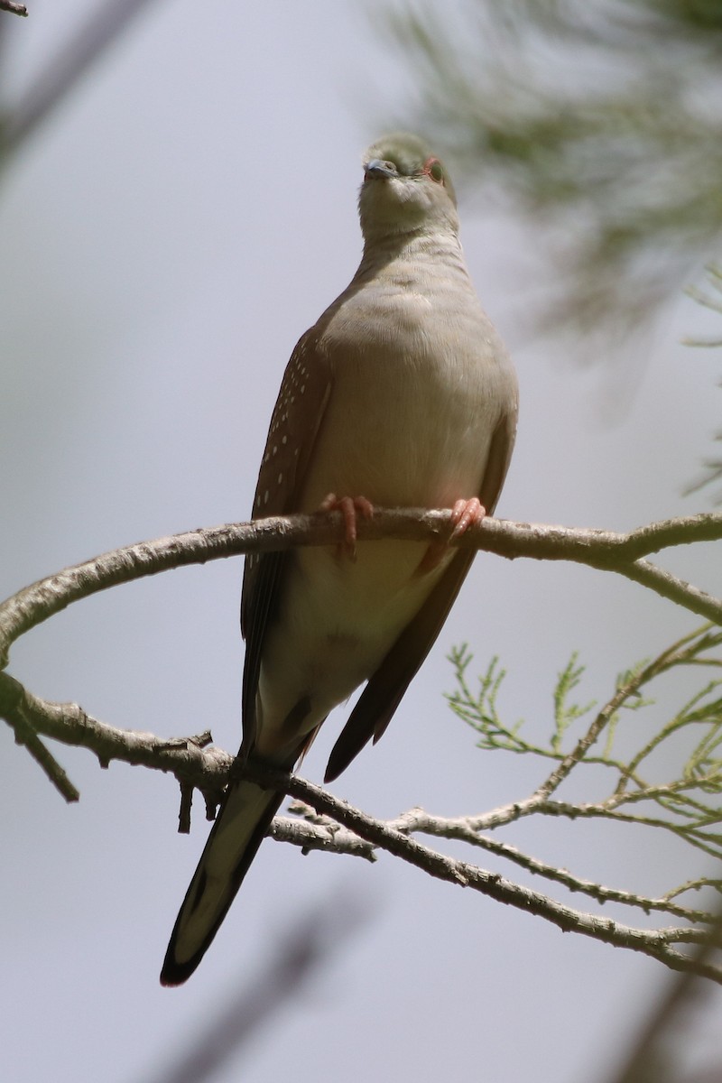 eBird Checklist - 4 Mar 2020 - Mount Kaputar National Park--Upper ...