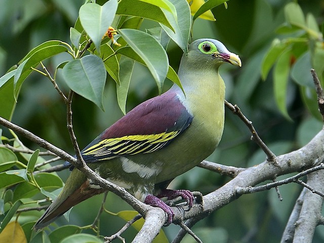 Thick Billed Green Pigeon