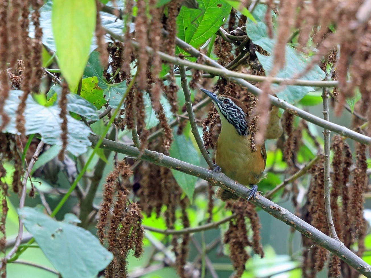 Happy Wren - eBird