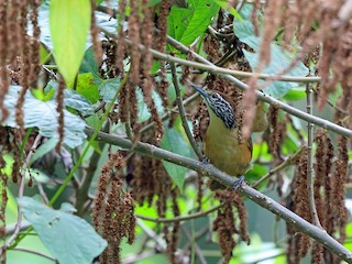 Happy Wren - eBird