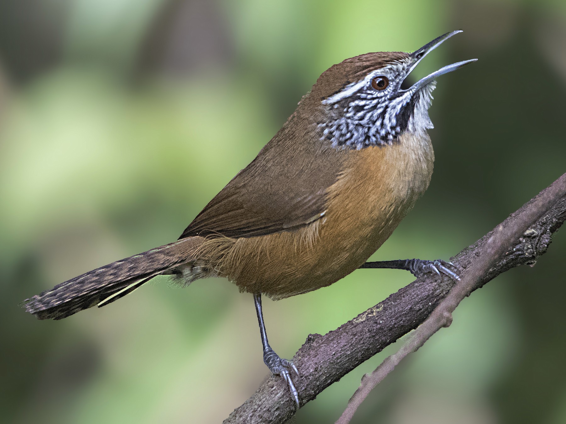 Happy Wren - eBird