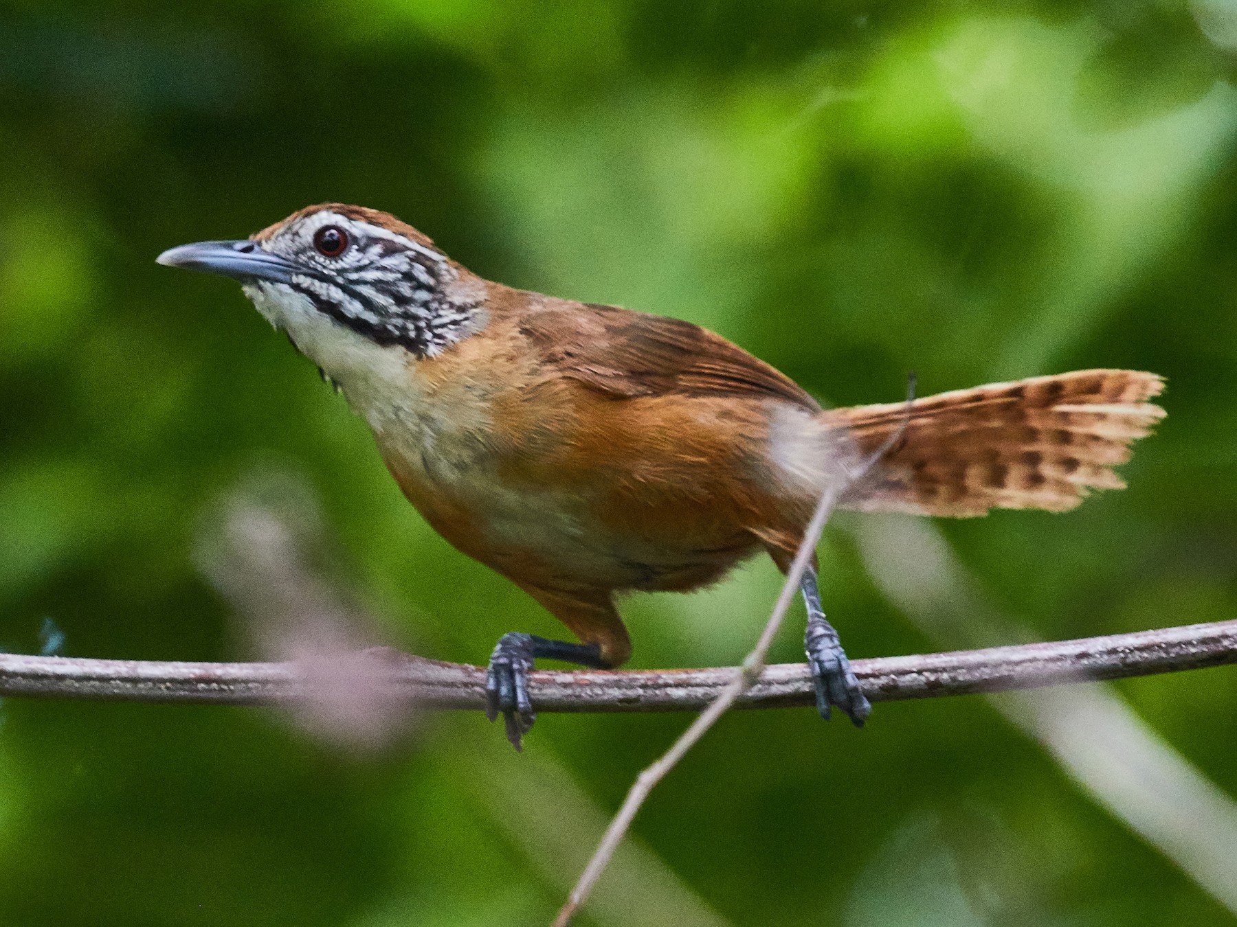 Happy Wren - eBird