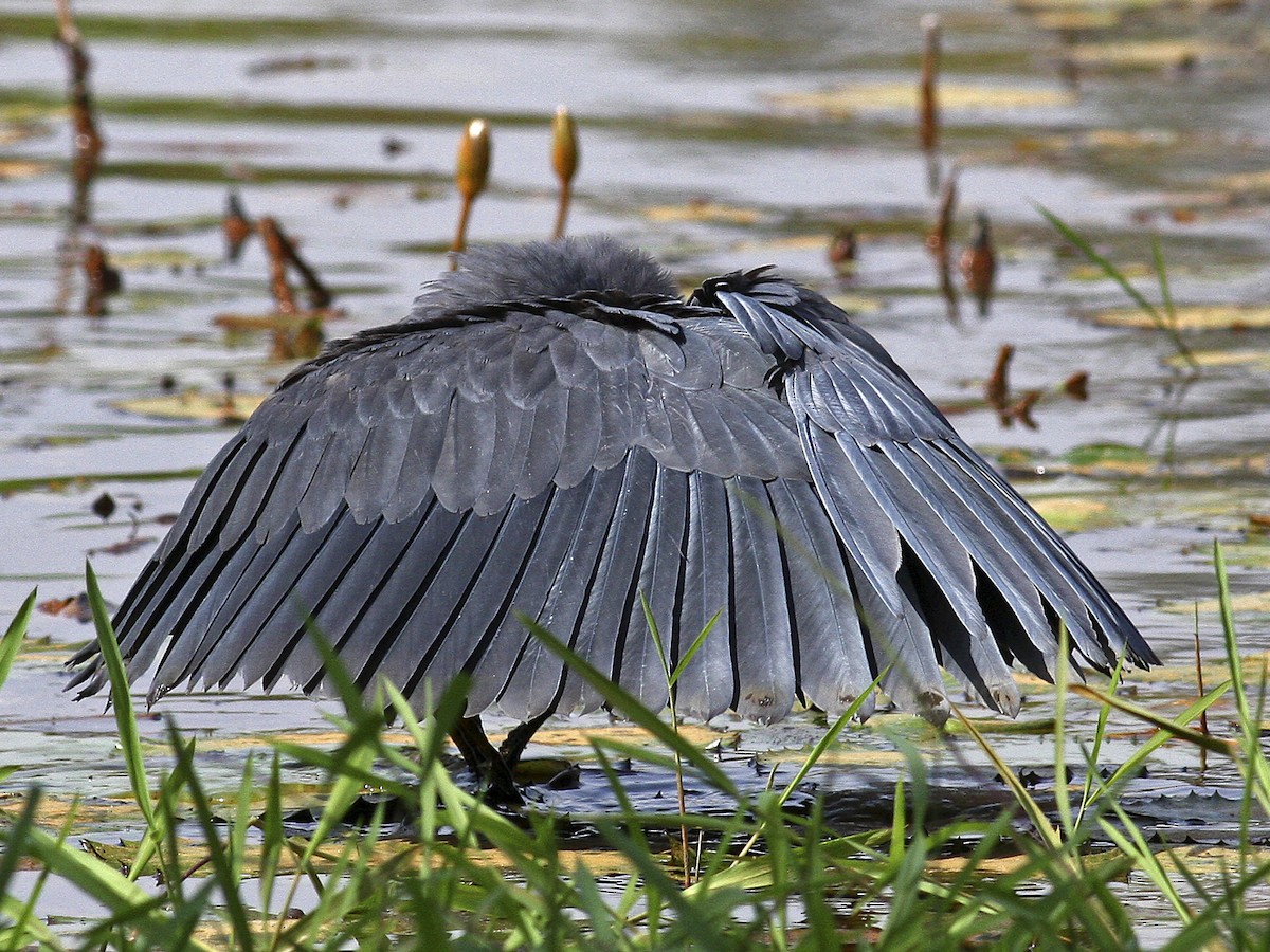 Black Heron - Egretta ardesiaca - Birds of the World