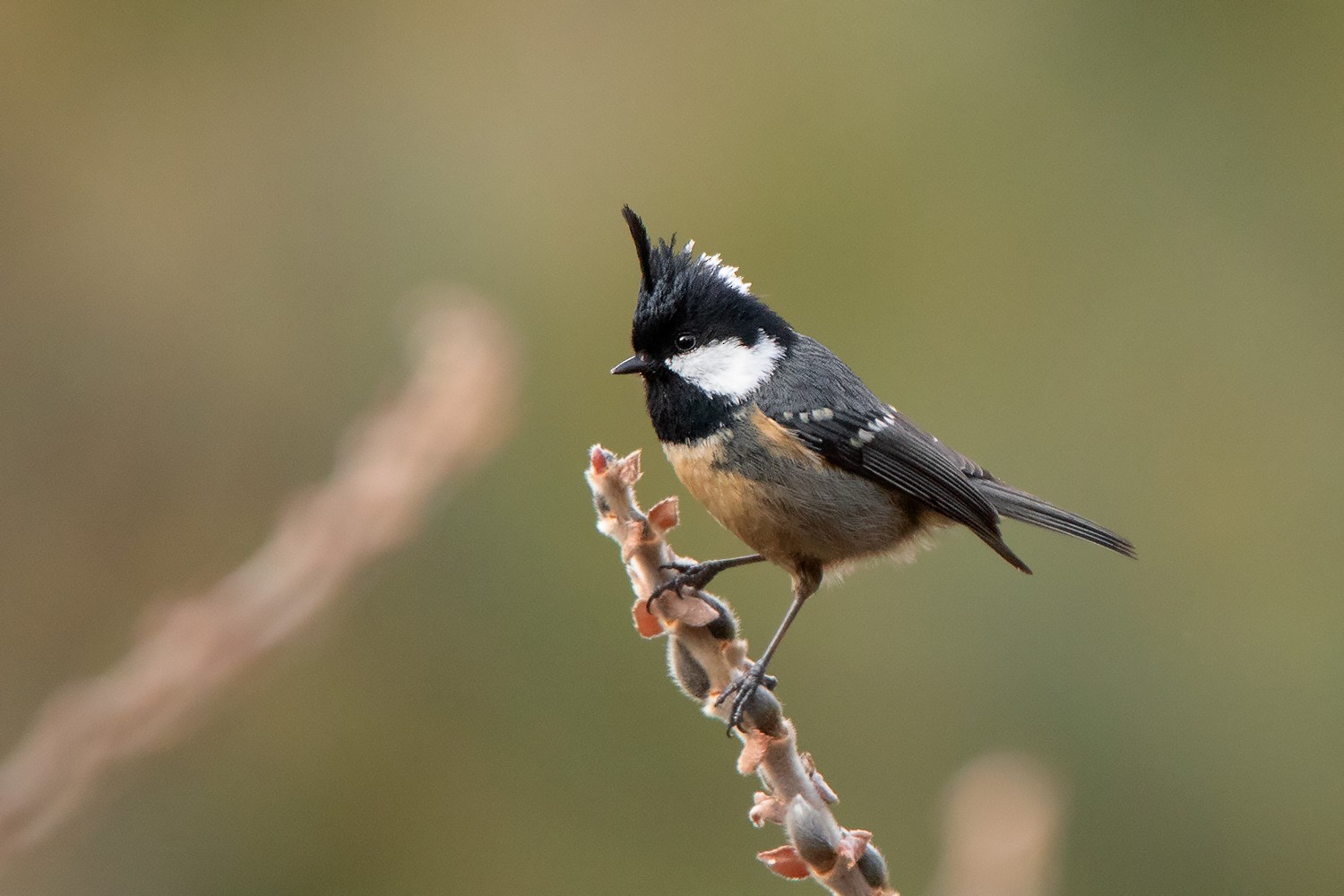 Coal Tit (Himalayan) - eBird
