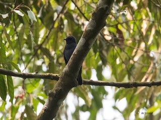 Nimba Flycatcher - Melaenornis annamarulae - Birds of the World