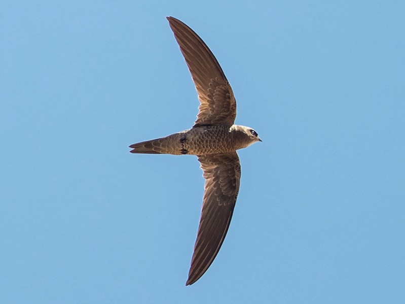 Bradfield's Swift - eBird