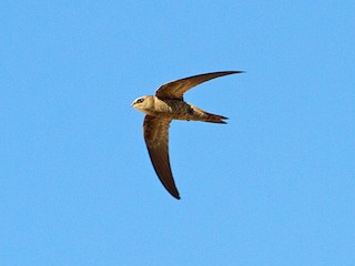 Bradfield's Swift - eBird
