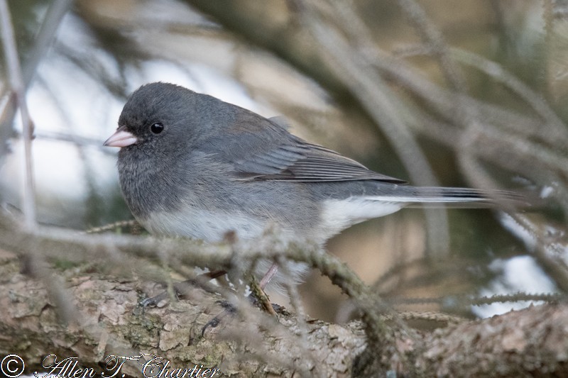 eBird Checklist - 5 Mar 2020 - stakeout Harris's Sparrow, Chelsea (2020 ...