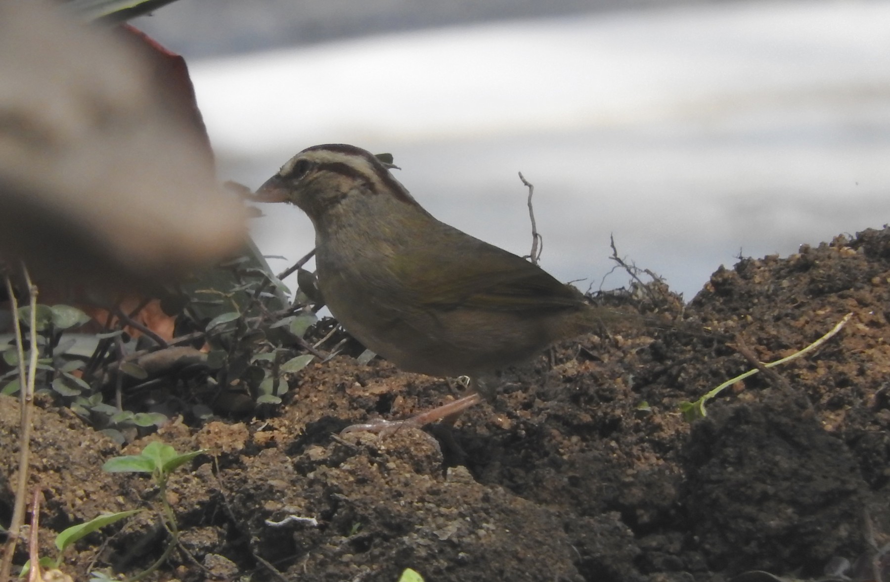 Olive Sparrow (Pacific) - eBird