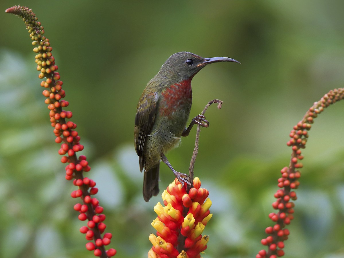 Vigors's Sunbird - Aethopyga vigorsii - Birds of the World