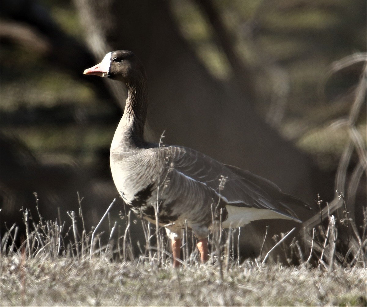 eBird Checklist - 1 Mar 2020 - Kim Lane Goose Field - 7 species