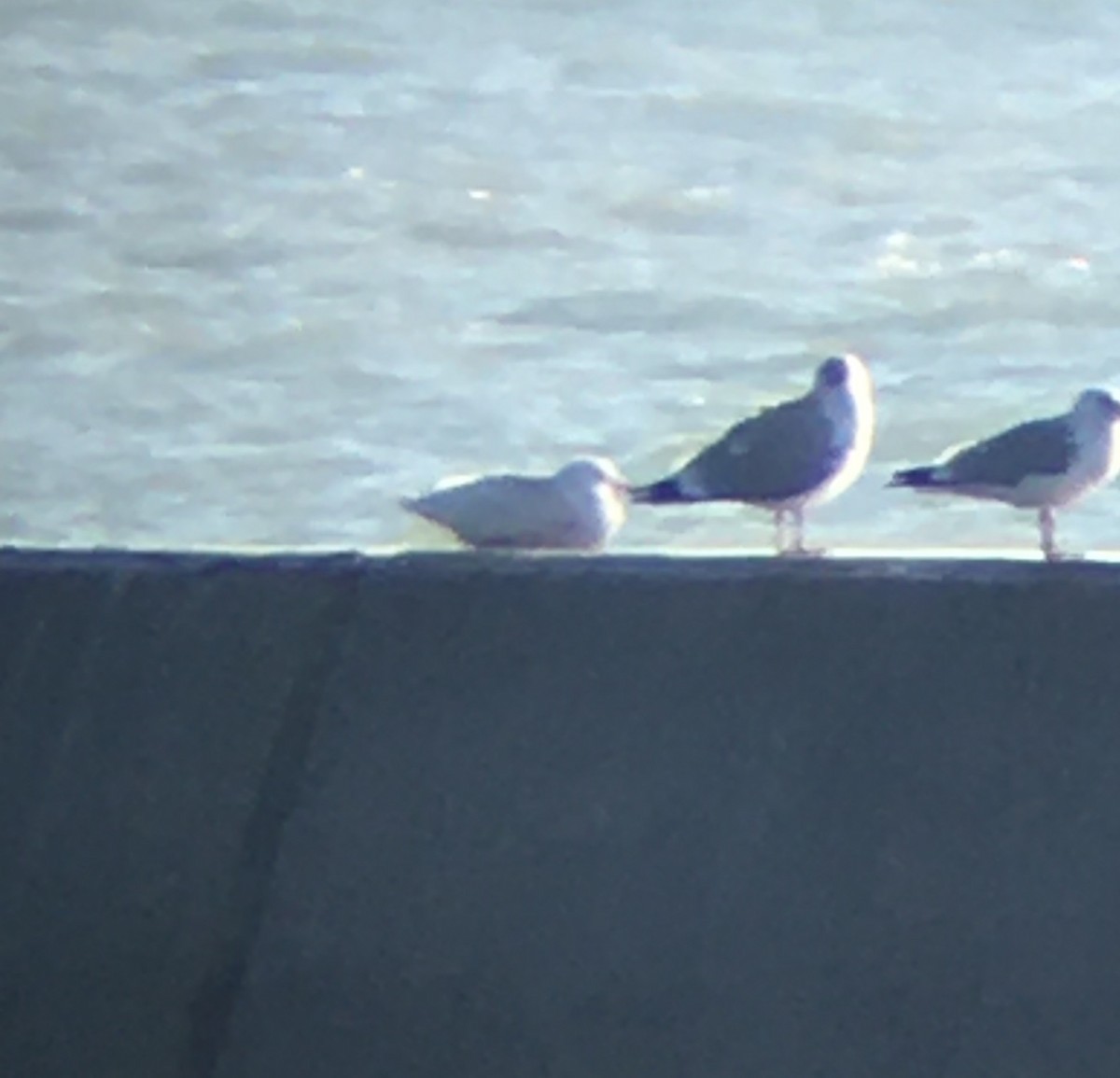 eBird Checklist - 7 Mar 2020 - Milwaukee Lake Express Ferry Terminal ...