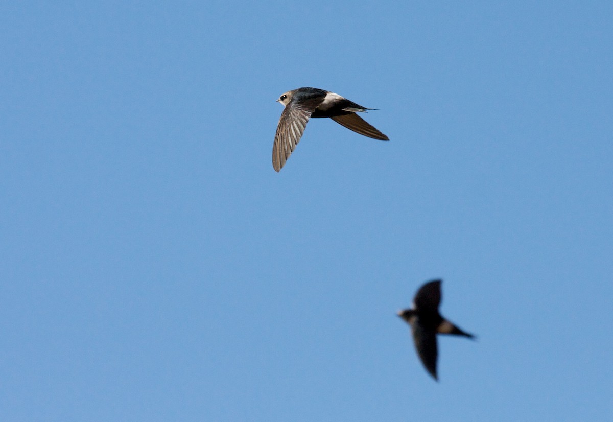 Horus Swift - Apus horus - Birds of the World