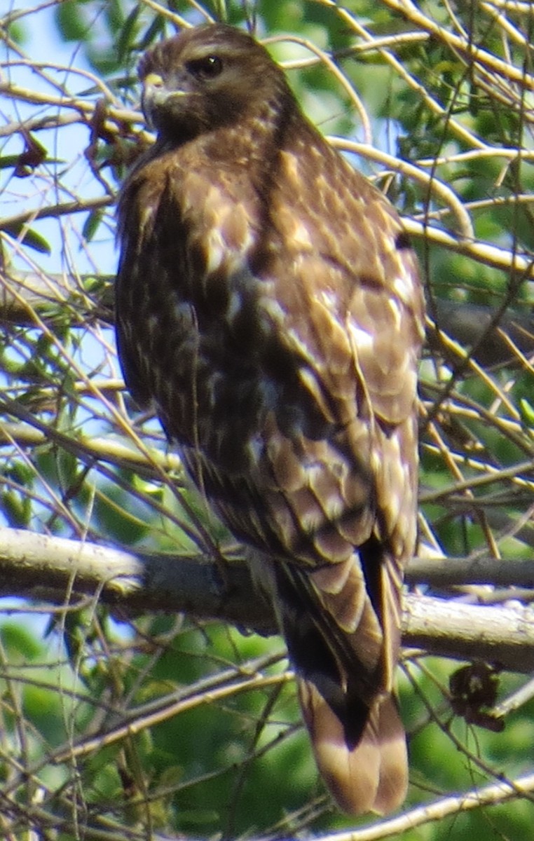eBird Checklist - 7 Mar 2020 - Tres Rios Overbank Wetlands (permit ...