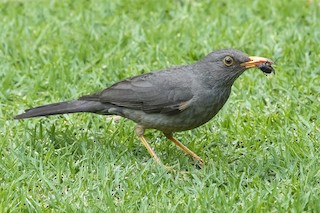Karoo Thrush - Turdus smithi - Birds of the World