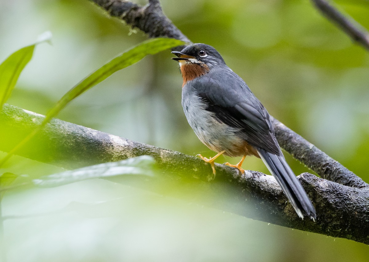 Rufous-throated Solitaire (Rufous-throated) - eBird