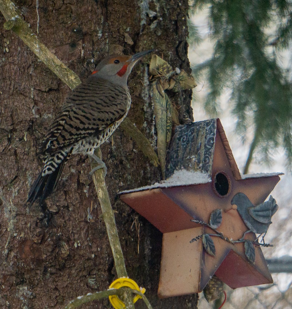 eBird Checklist - 8 Mar 2020 - Julep - 3 species