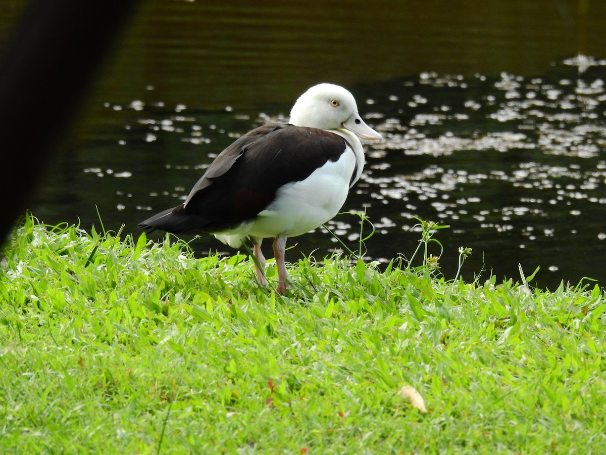 eBird Checklist - 13 Jun 2019 - Flecker Botanical Gardens - 24 species