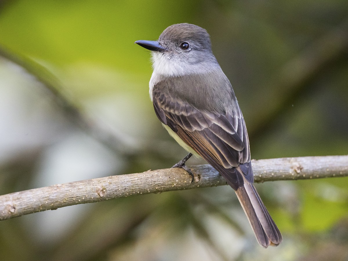 Lesser Antillean Flycatcher - Myiarchus oberi - Birds of the World