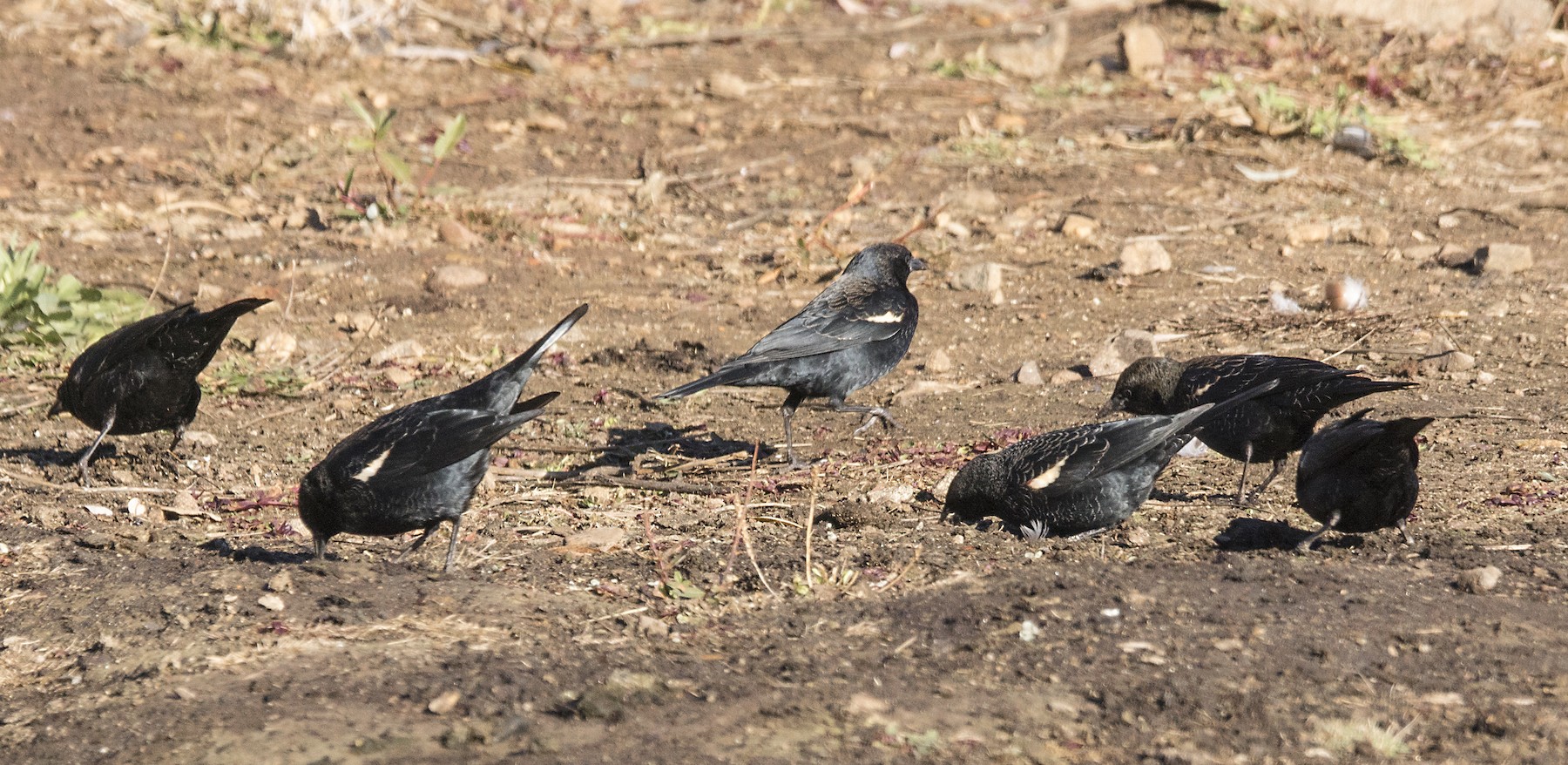 Red-winged/Tricolored Blackbird - eBird