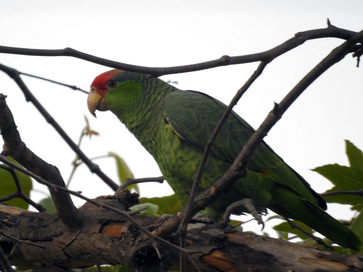 eBird Checklist - 9 Mar 2020 - Bette Davis Picnic Area - 28 species (+1 ...
