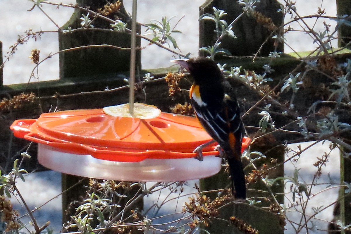 eBird Checklist - 9 Mar 2020 - Backyard, Howard County - 1 species
