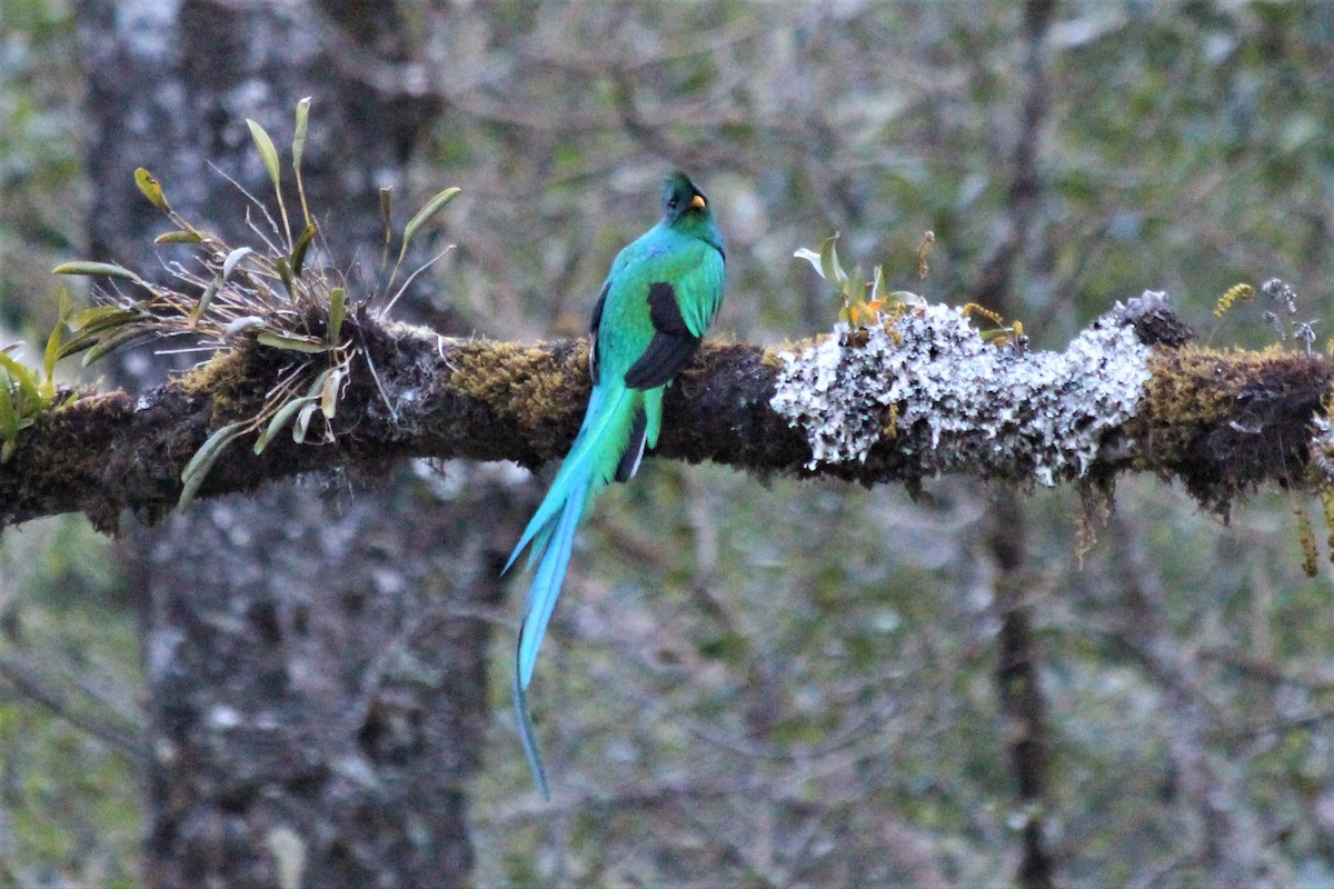 eBird Checklist - 28 Feb 2020 - Reserva Forestal Los Santos, Perez ...