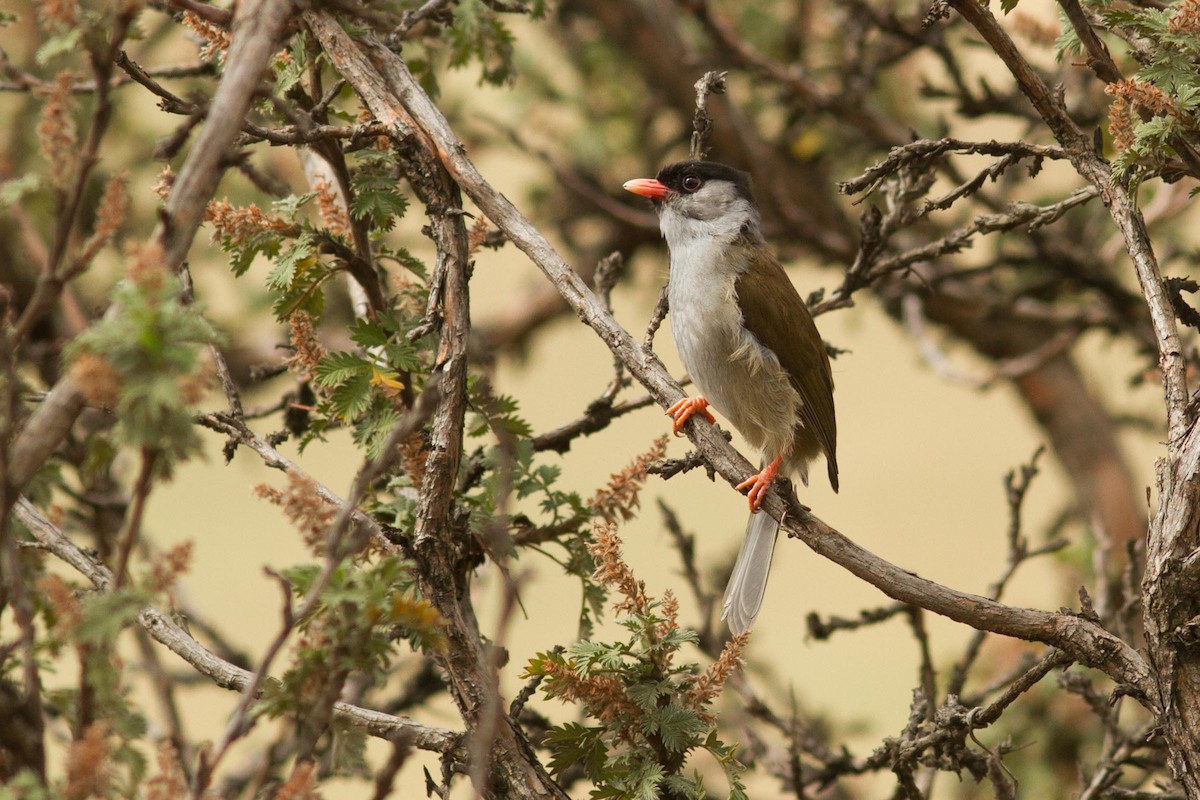 Bush Blackcap - Sylvia nigricapillus - Birds of the World